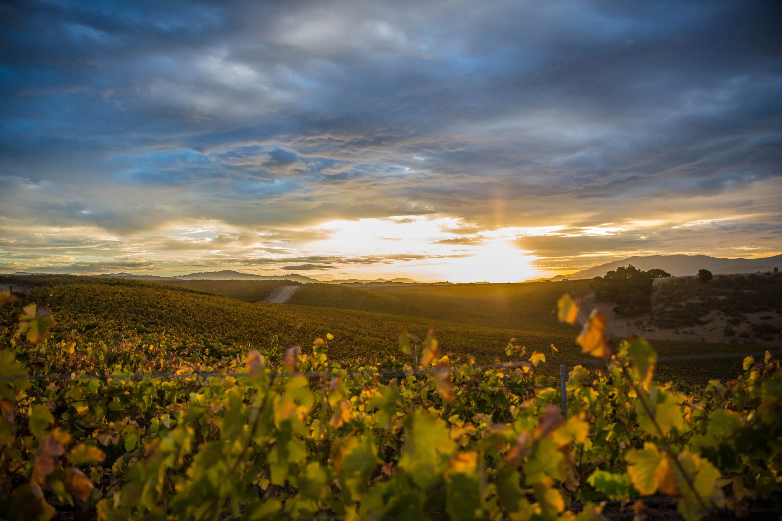 What Makes Santa Ynez Valley Wines So Unique? - Brick Barn Wine Estate
