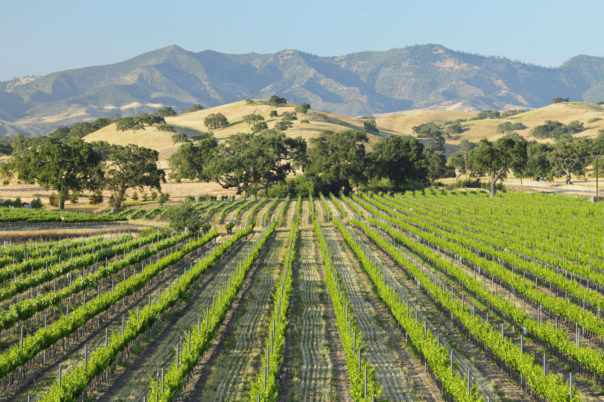 Discover the Winemaking Legacy of Santa Barbara County - Brick Barn ...