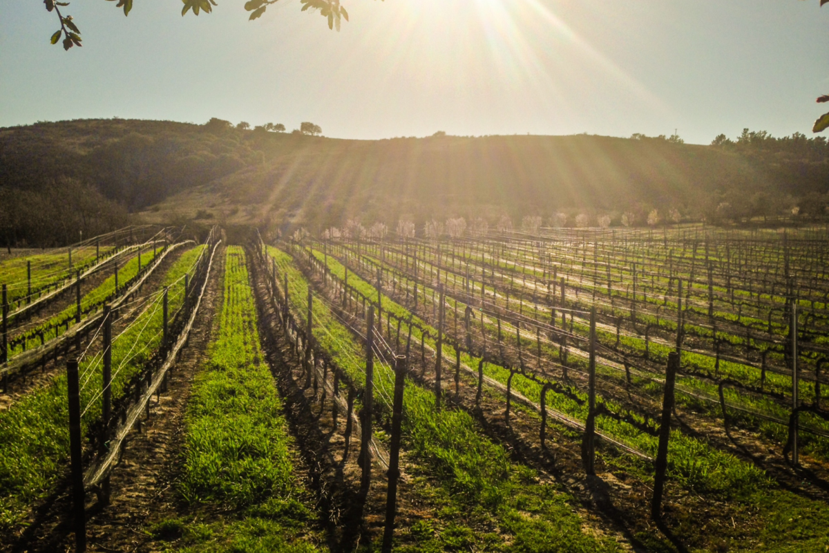 Discover the Winemaking Legacy of Santa Barbara County - Brick Barn ...